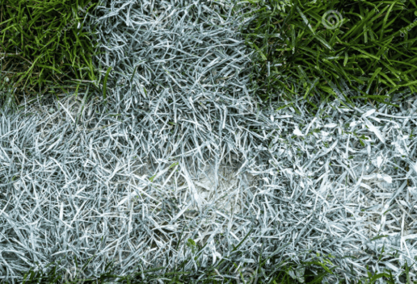 Creating a White Christmas: Paint Grass White for Christmas